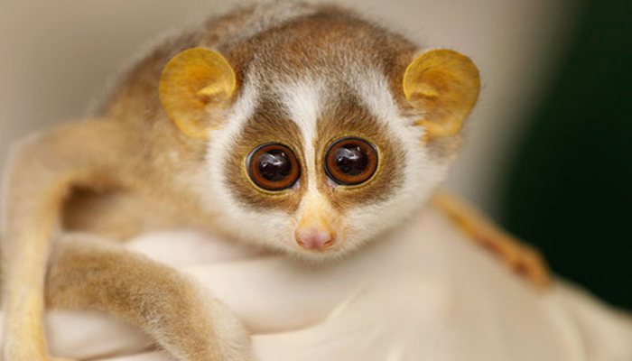 Con Tù Lì Là Con Gì? Đặc Điểm Đời Sống Con Tù Lì Ở Việt Nam